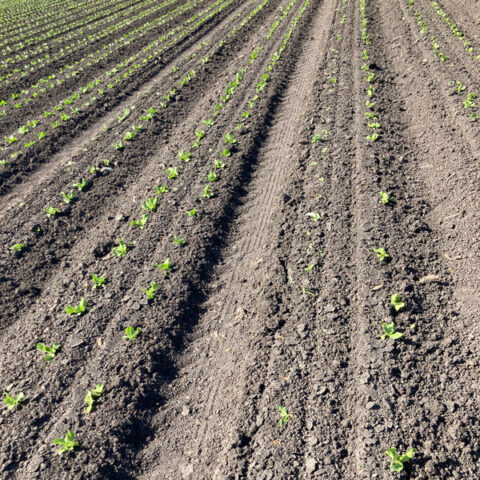 Contact Us - Mantis Ag Technology